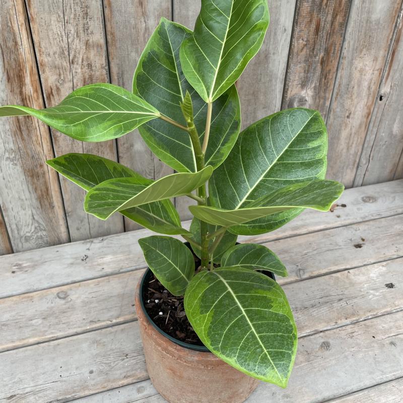 Estabrook's - Ficus Altissima ‘Yellow Gem’ 6"