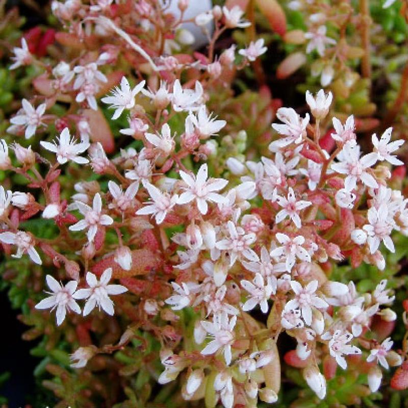Estabrook's - Sedum album 'Coral Carpet' 3"