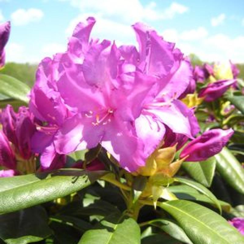 Estabrook's - Rhododendron 'Purple Passion' #2